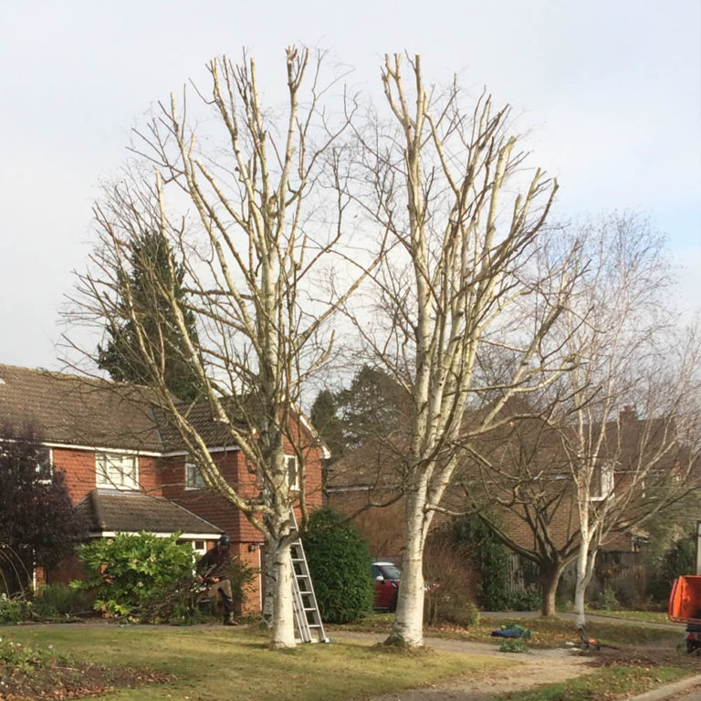 Tree Crown Reduction Surrey West Sussex | Southern Cross Tree Surgery